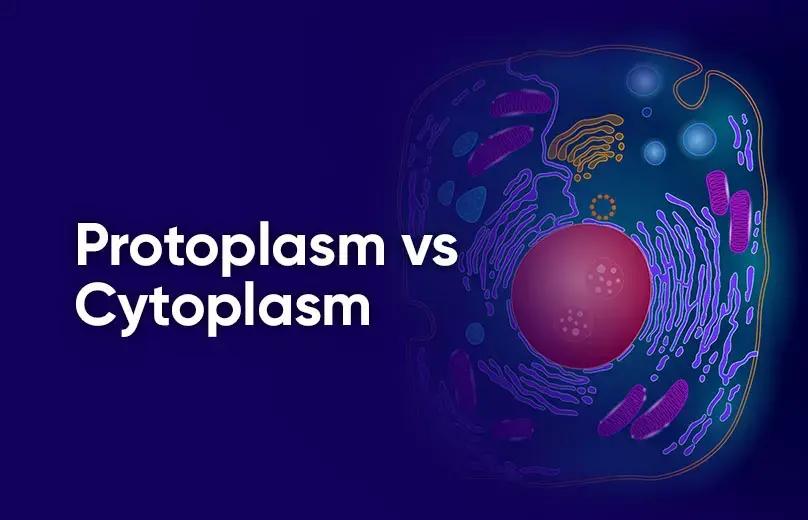 The Granular Part Of The Cytoplasm Is Known As